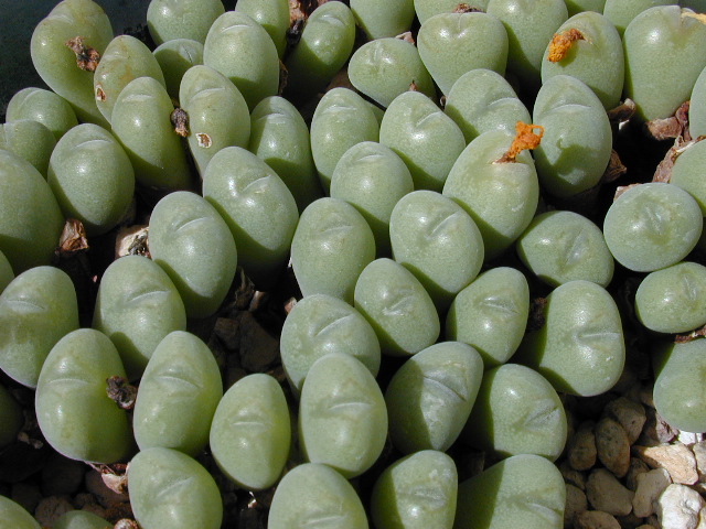 Conophytum - Lithops Living Stones Nursery
